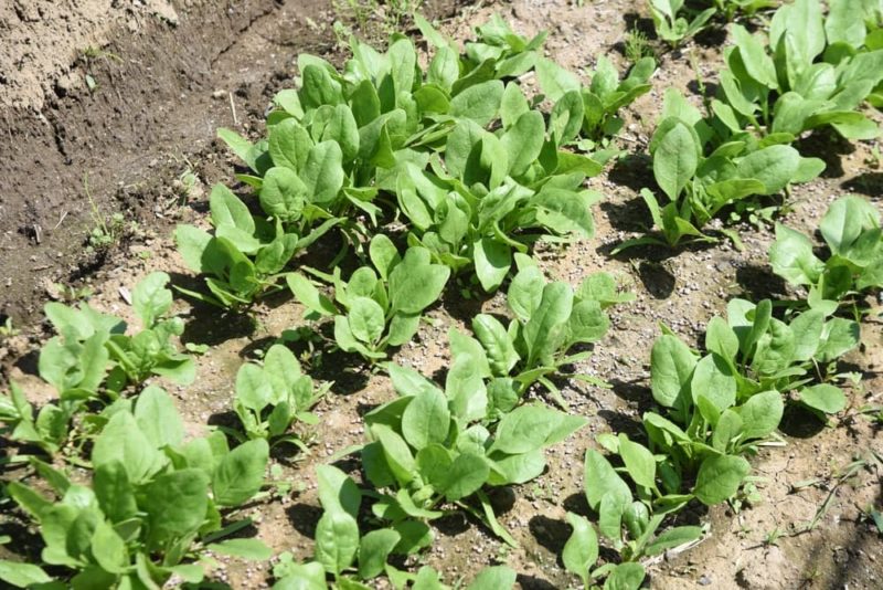 Grown From Seed, Spinach Will Take 6-10 Weeks To Reach Maturity ...