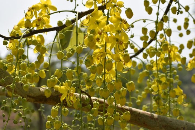 6 Interesting Laburnum Tree Varieties | Horticulture.co.uk