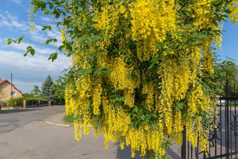 Grow A Laburnum Tree For An Incredible Display Of Cascading Yellow ...