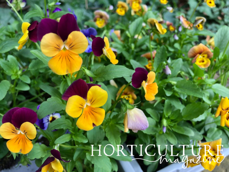 Container Grown Pansies Are Wonderful For Filling Gaps In The Gardening ...