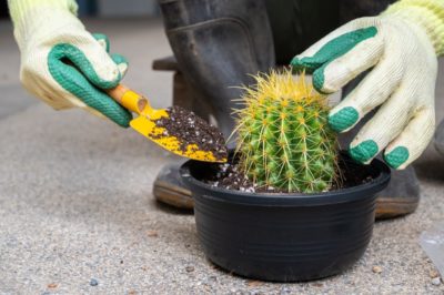 Cactus Mix: Making Potting Soil For Cacti | Horticulture.co.uk