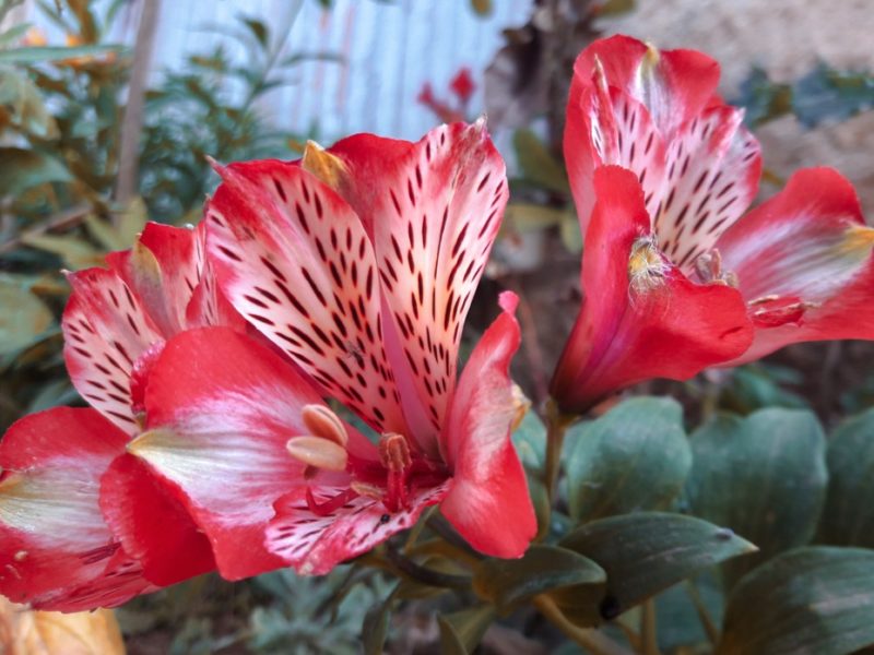 20 Best Alstroemeria Varieties To Grow | Horticulture.co.uk