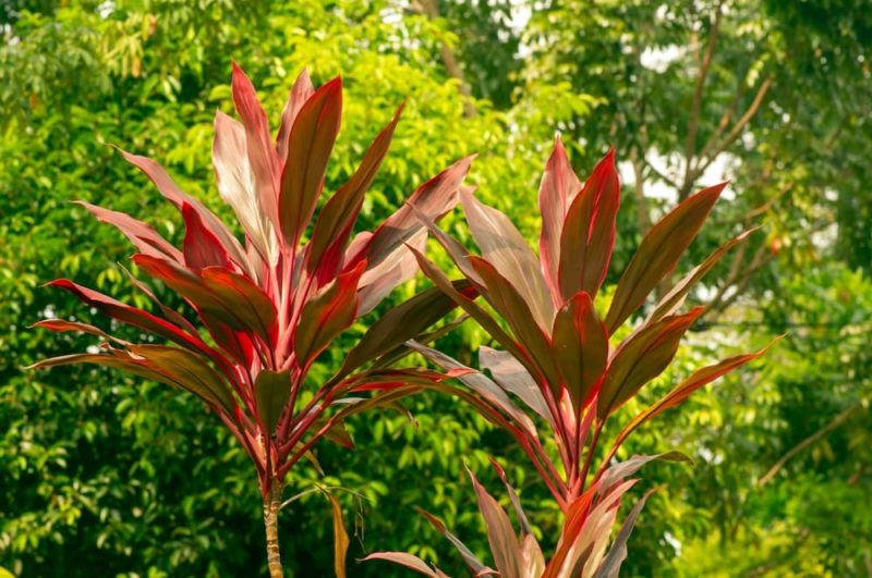 8 Interesting Cordyline Varieties | Horticulture Magazine