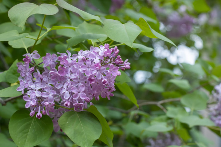 These Are The Lilacs Recommended For Containers By Master ...