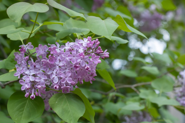 These Are The Lilacs Recommended For Containers By Master ...