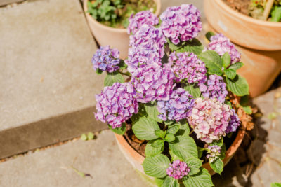 How To Plant And Grow Hydrangeas - A Sheltered Spot And Regular ...