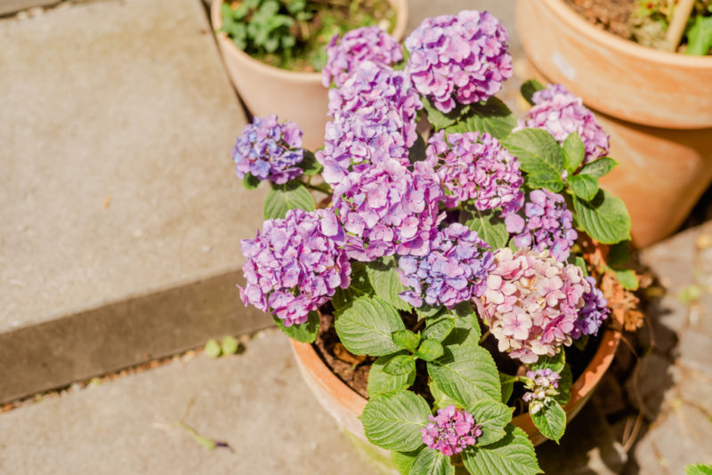 How To Plant And Grow Hydrangeas - A Sheltered Spot And Regular ...