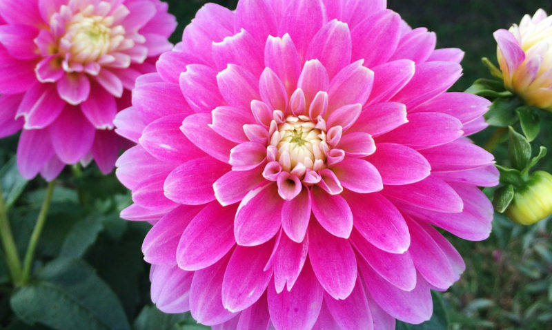 17 Dahlia Varieties For Beautiful Flowers | Horticulture.co.uk