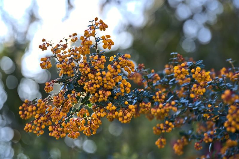 These 8 Named Berberis Varieties And Cultivars Are Highly Valued By ...
