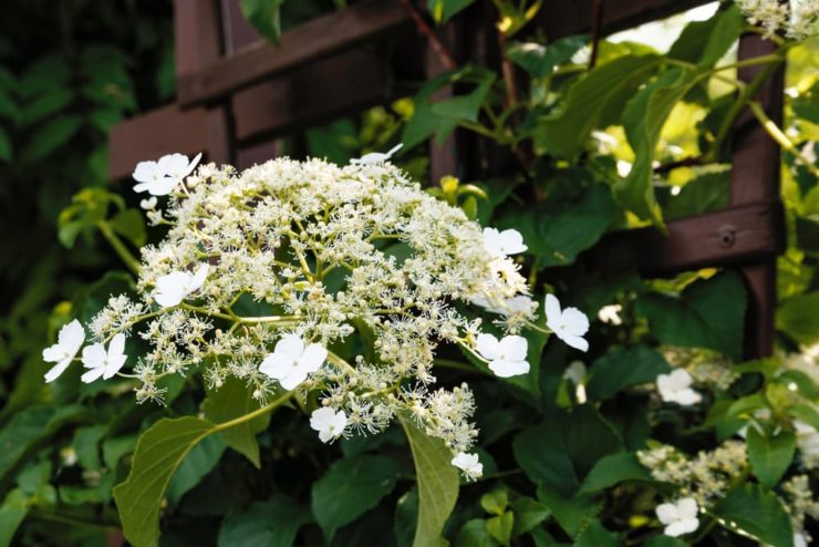 Climbing Hydrangea Care & Growing Tips | Horticulture.co.uk