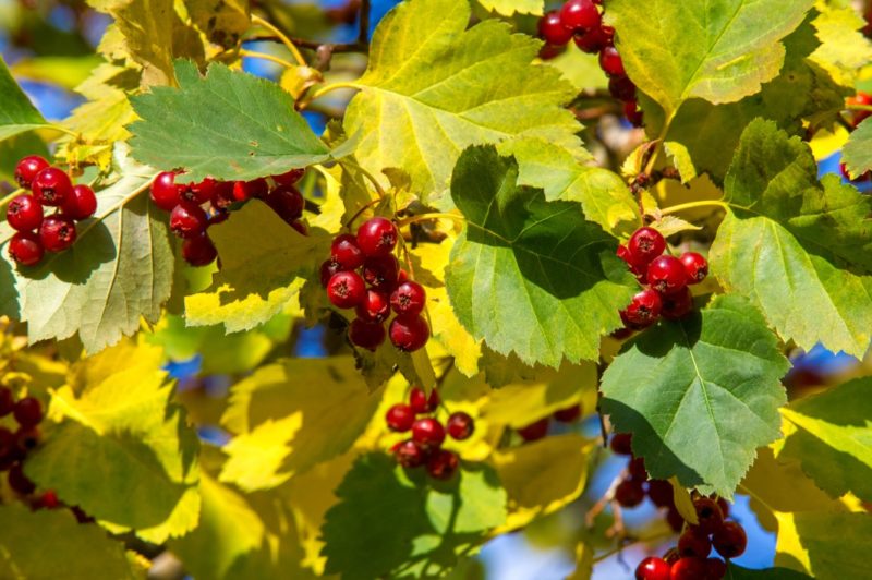 11 Shrubs Ideal For Autumn Berries | Horticulture.co.uk