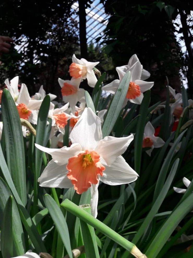 10 Daffodil Varieties That Look Amazing | Horticulture.co.uk