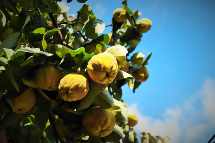 How To Grow A Quince Fruit Tree | Horticulture Magazine