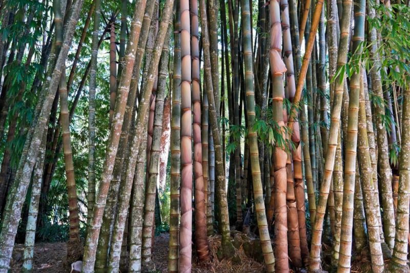 12 Bamboo Varieties To Grow In The UK | Horticulture