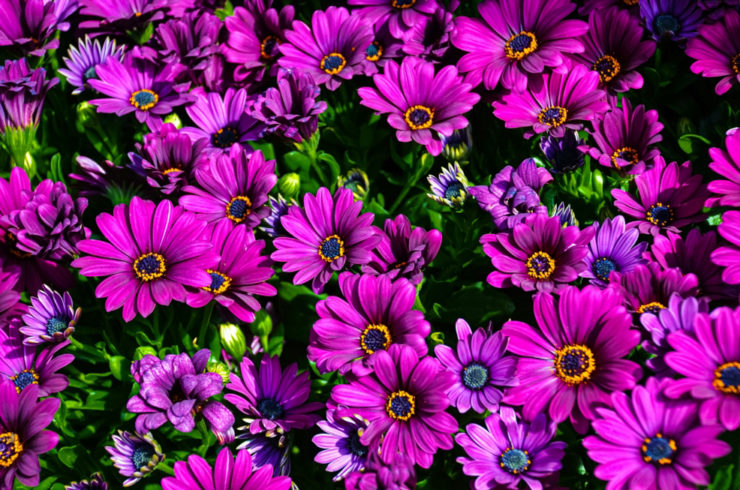 16 Osteospermum Varieties To Grow | Horticulture.co.uk