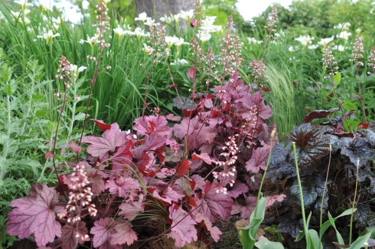 Here Are 24 Types Of Heuchera With Multiple RHS AGM Award Winners To ...