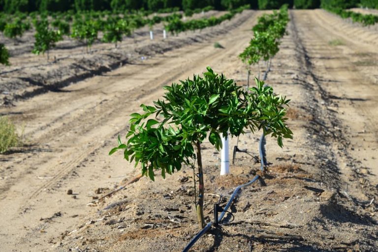 Almond Trees Can Be Tricky To Grow - Here Are Some Important Guidelines ...