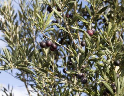 How To Plant And Grow An Olive Tree, In Collaboration With Paul And ...