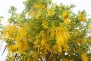 6 Interesting Laburnum Tree Varieties | Horticulture.co.uk