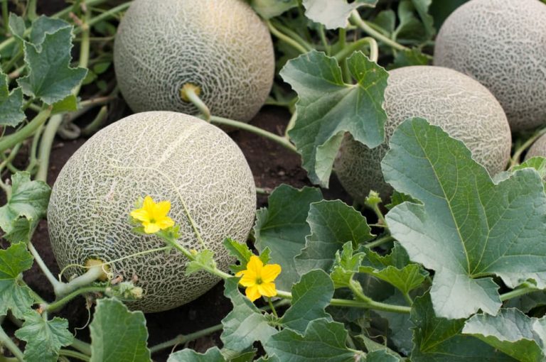 With The Right Precautions And Care, It's Possible To Grow Melons In ...