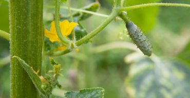 8 Ideas From Horticulturists To Support Climbing Plants As They Grow ...