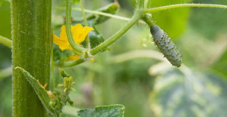 8 Ideas From Horticulturists To Support Climbing Plants As They Grow ...