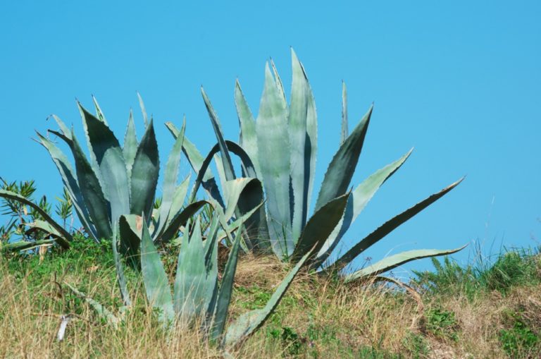 Here's How To Grow Amazing Agave As Houseplants (Or Even Outdoors For ...