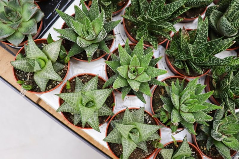 Cactus Mix: Making Potting Soil For Cacti | Horticulture.co.uk