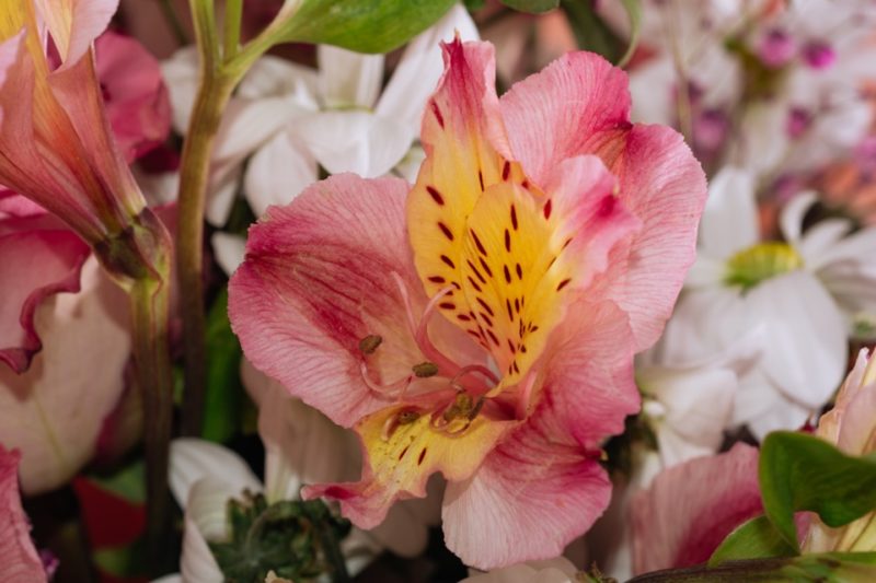 20 Best Alstroemeria Varieties To Grow | Horticulture.co.uk