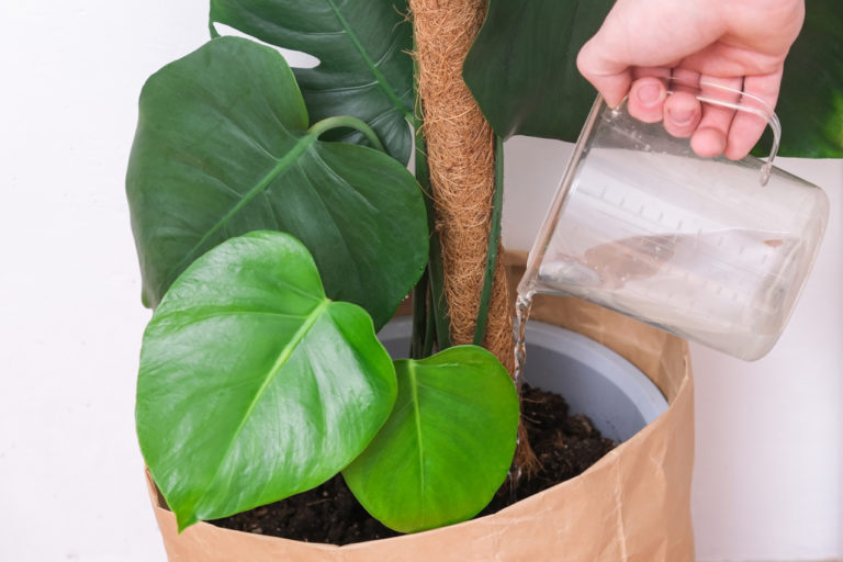 Roots Emerging From The Base Of Your Pot? Time To Repot Your Monstera ...