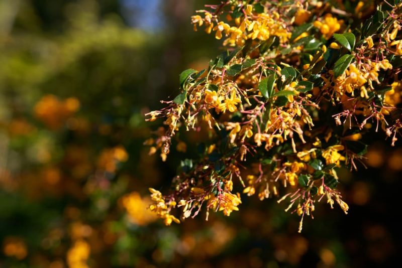 These 8 Named Berberis Varieties And Cultivars Are Highly Valued By ...
