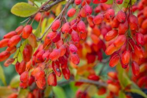 11 Shrubs Ideal For Autumn Berries | Horticulture.co.uk