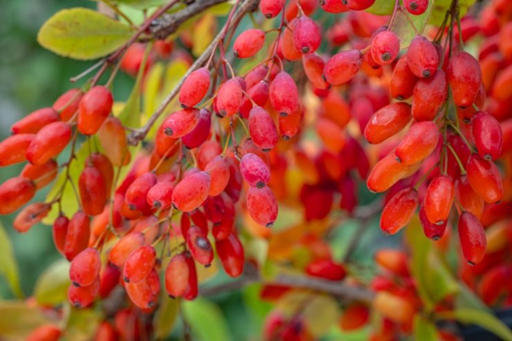 11 Shrubs Ideal For Autumn Berries | Horticulture.co.uk