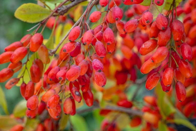 11 Shrubs Ideal For Autumn Berries | Horticulture.co.uk