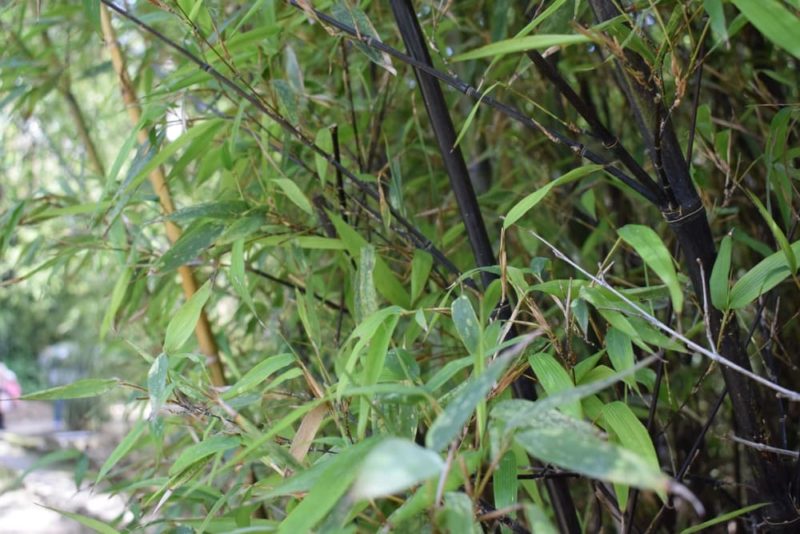 12 Bamboo Varieties To Grow In The UK | Horticulture