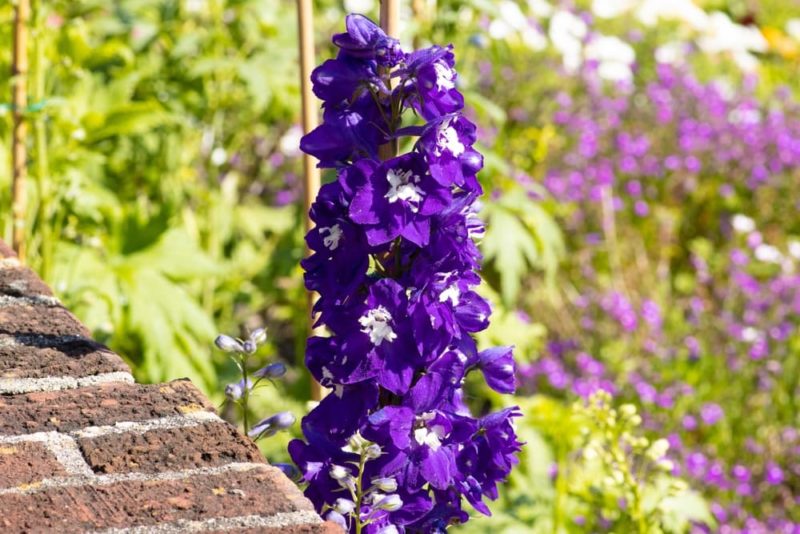 How To Grow Delphinium | Horticulture Magazine