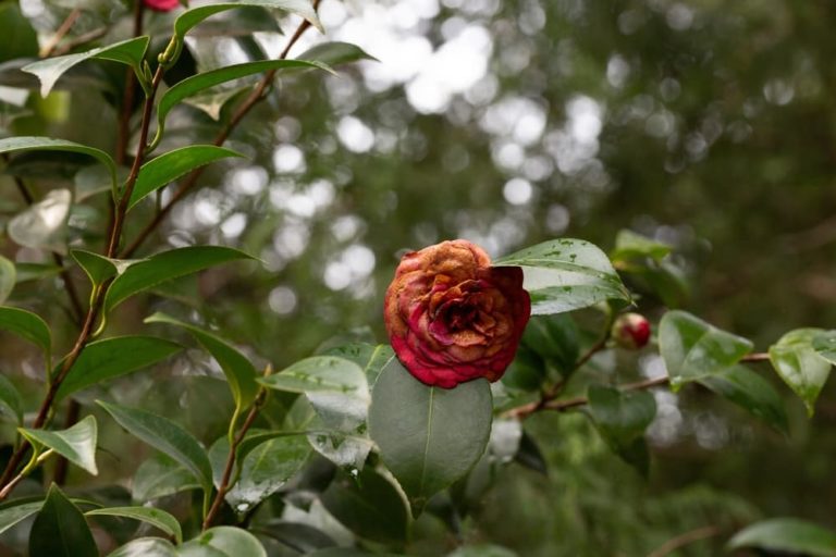 This Camellia Nursery Advocates These Methods For Common Growing ...