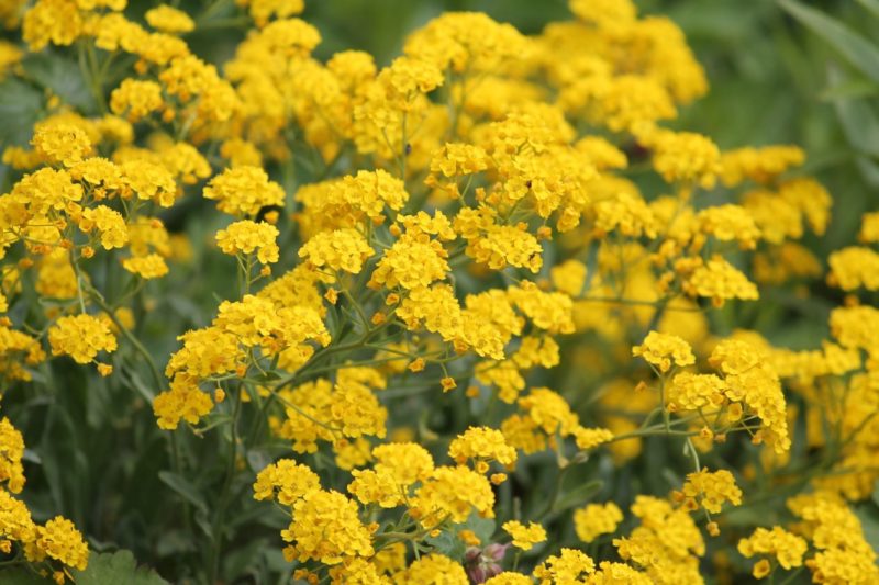Growing In Shallow Soil? Try These 20 Plants Recommended By Master ...