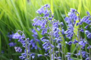 20 Bulbs With Beautiful Blue Flowers | Horticulture.co.uk