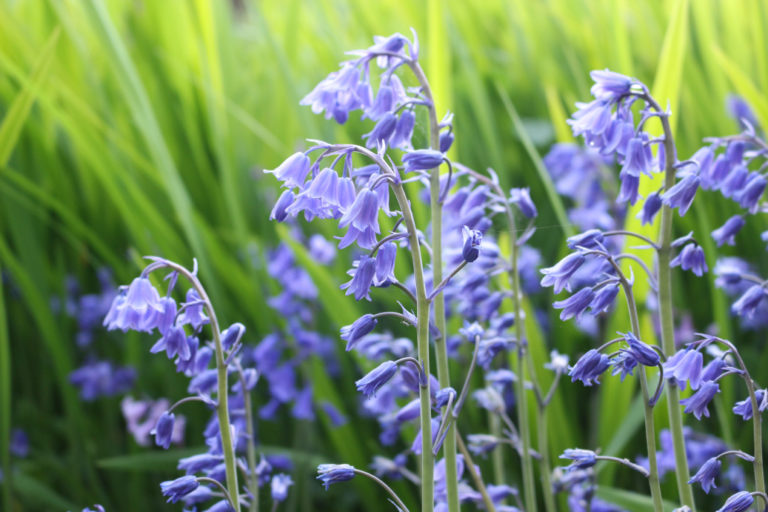 20 Bulbs With Beautiful Blue Flowers | Horticulture.co.uk