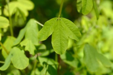 Grow A Laburnum Tree For An Incredible Display Of Cascading Yellow ...