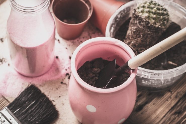 Cactus Mix: Making Potting Soil For Cacti | Horticulture.co.uk