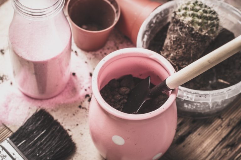 Cactus Mix: Making Potting Soil For Cacti | Horticulture.co.uk