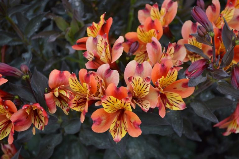 20 Best Alstroemeria Varieties To Grow | Horticulture.co.uk