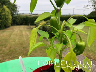 Growing Chillies In Containers? Make Sure To Re-Pot In Stages For A ...
