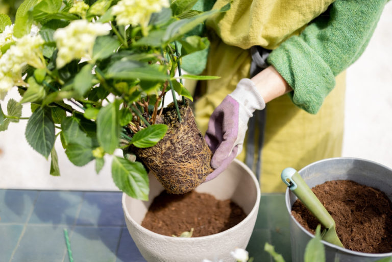 How To Plant And Grow Hydrangeas - A Sheltered Spot And Regular ...