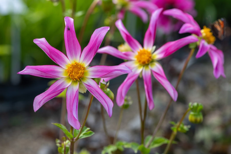 17 Dahlia Varieties For Beautiful Flowers | Horticulture.co.uk