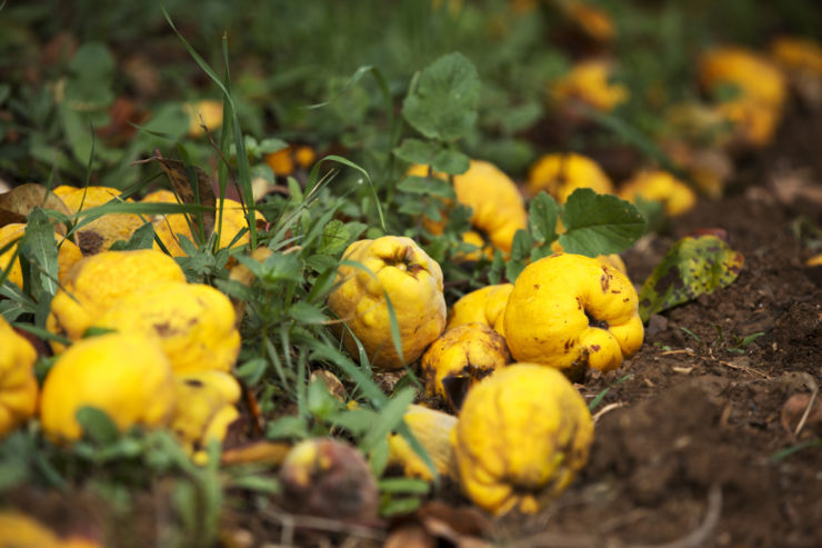 How To Grow A Quince Fruit Tree | Horticulture Magazine