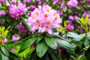 Azalea vs Rhododendron - What Is The Difference?