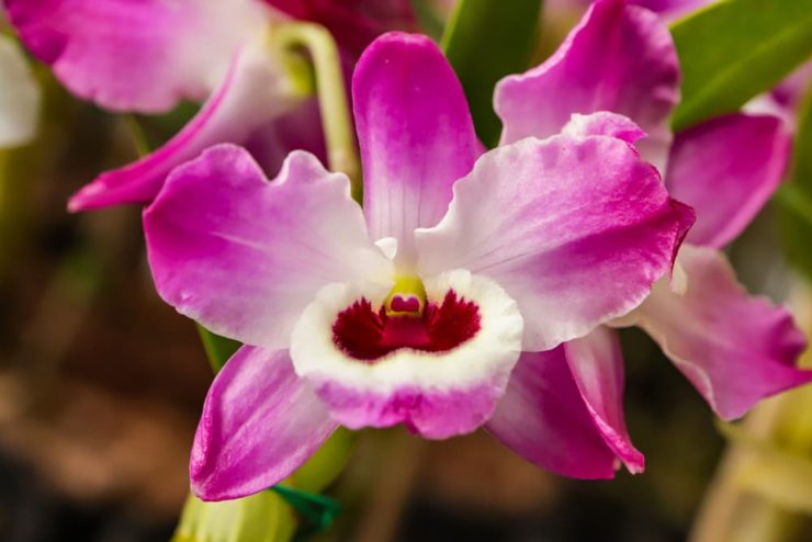 Three Recognised Orchid Growers And Sellers Share Dendrobium Nurturing ...